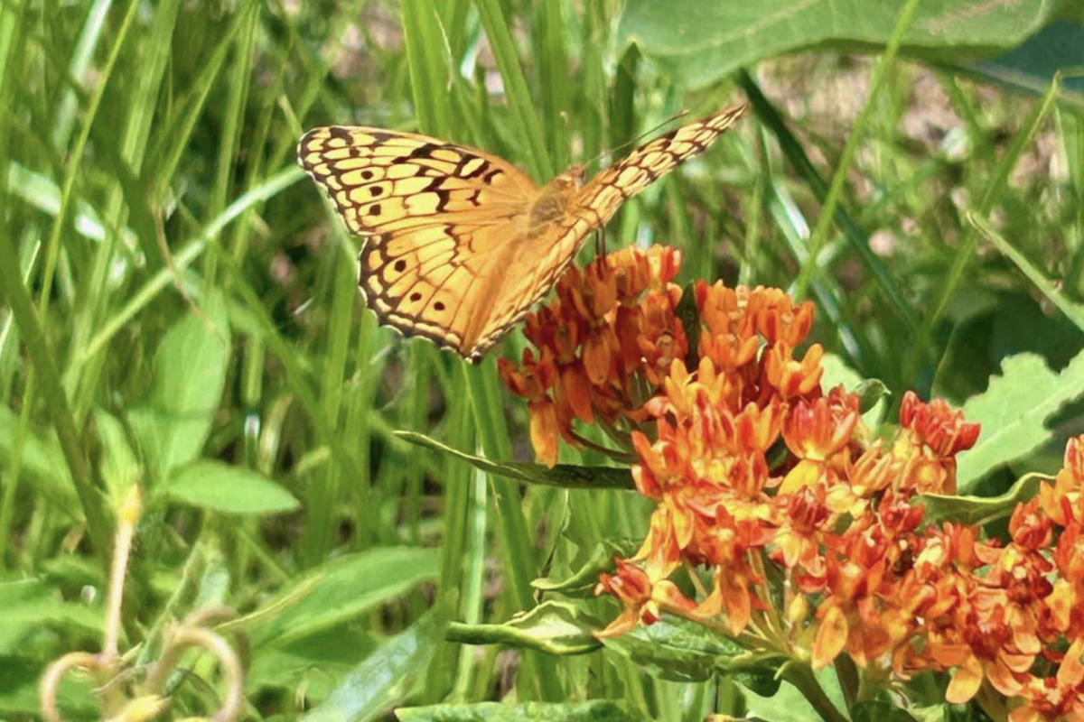 Join Raleigh's Battle Against Invasive Species at Walnut Creek Wetland