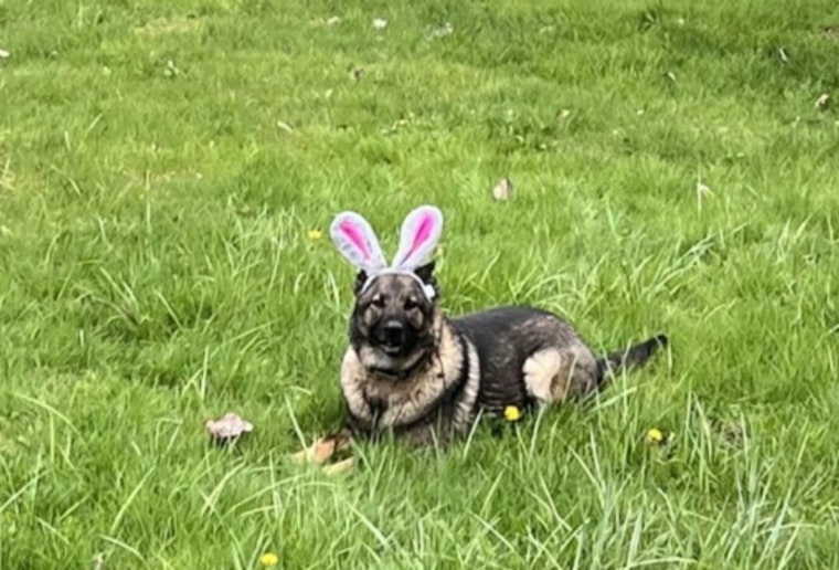 Kent Police Department Celebrates National Dress Up Your Pet Day With