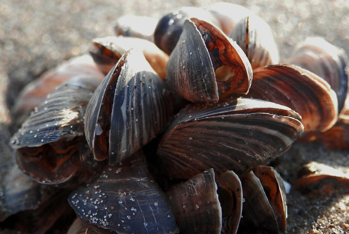 Lake Superior Scientists Race To Stop Invasive Mussels