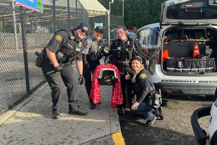 Marysville Police Apprehend Raccoon Invader at Local Fred Meyer,