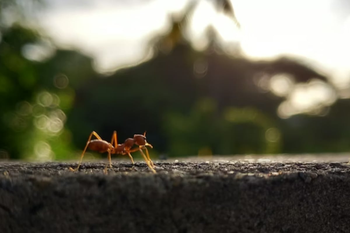 Maui Little Fire Ants Found In Waihe'e; Crews Mobilize