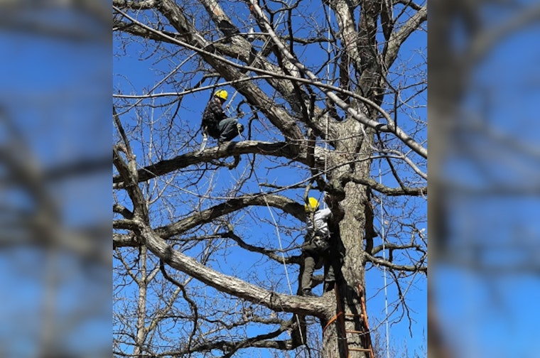 Milwaukee Launches Youth Arborist Apprenticeship for Urban Forestry