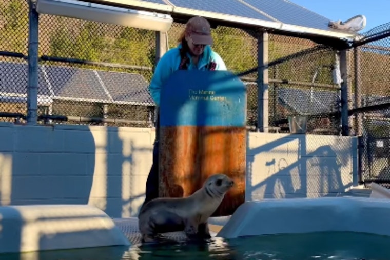 Mountain View Police Rescue Malnourished Sea Lion Pup from City
