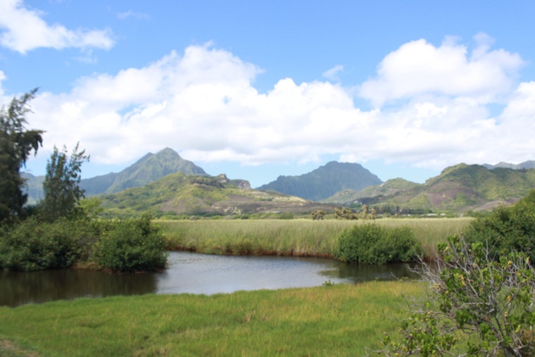 Hawaii County Buys Kawainui Makai Estuary Near Hilo