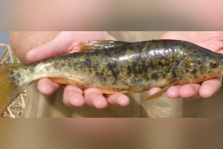 Nevada's Endangered Pahranagat Roundtail Chub Finds Hope as Key