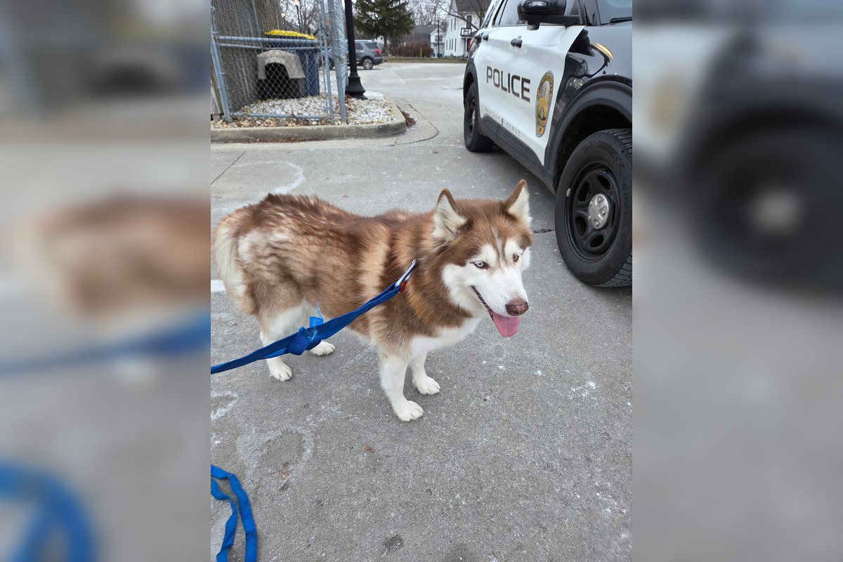 Noblesville Police Find and Reunite Escaped Animal with Owners,