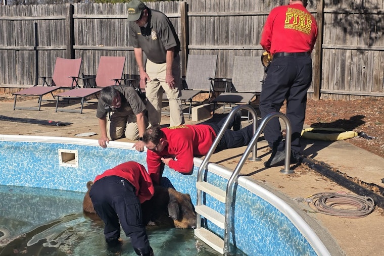 Norman Emergency Services Rescue Confused Pig from Pool in Unexpected