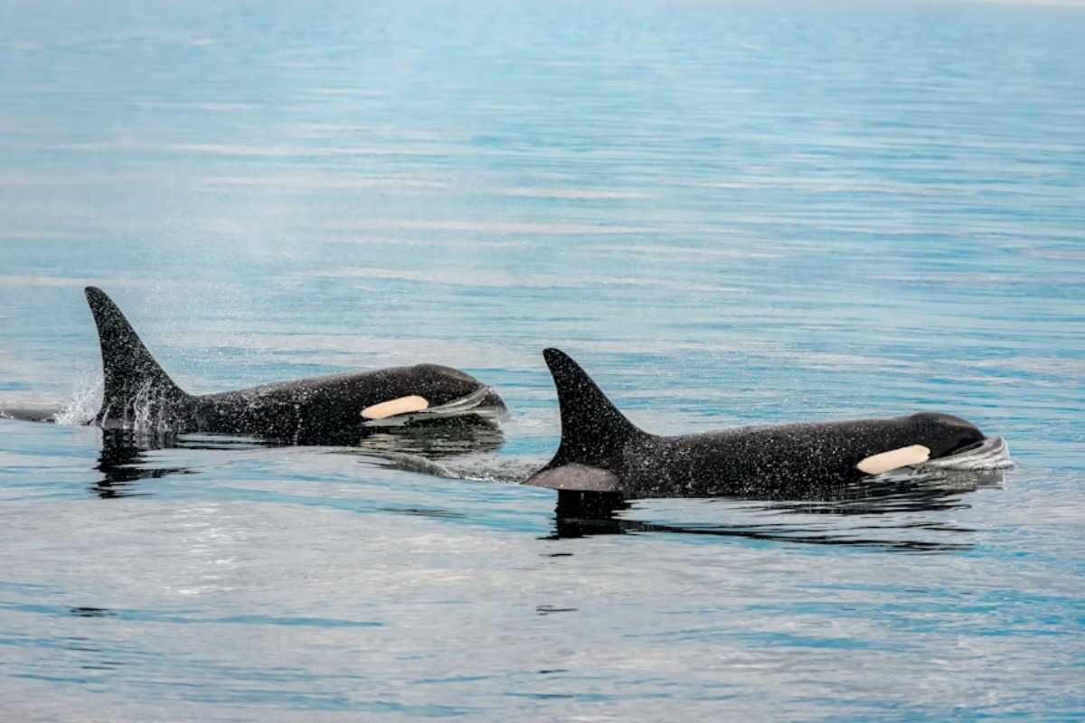 Rare Orca Pod Crashes San Diego Coast, Scripps Snaps The Shots