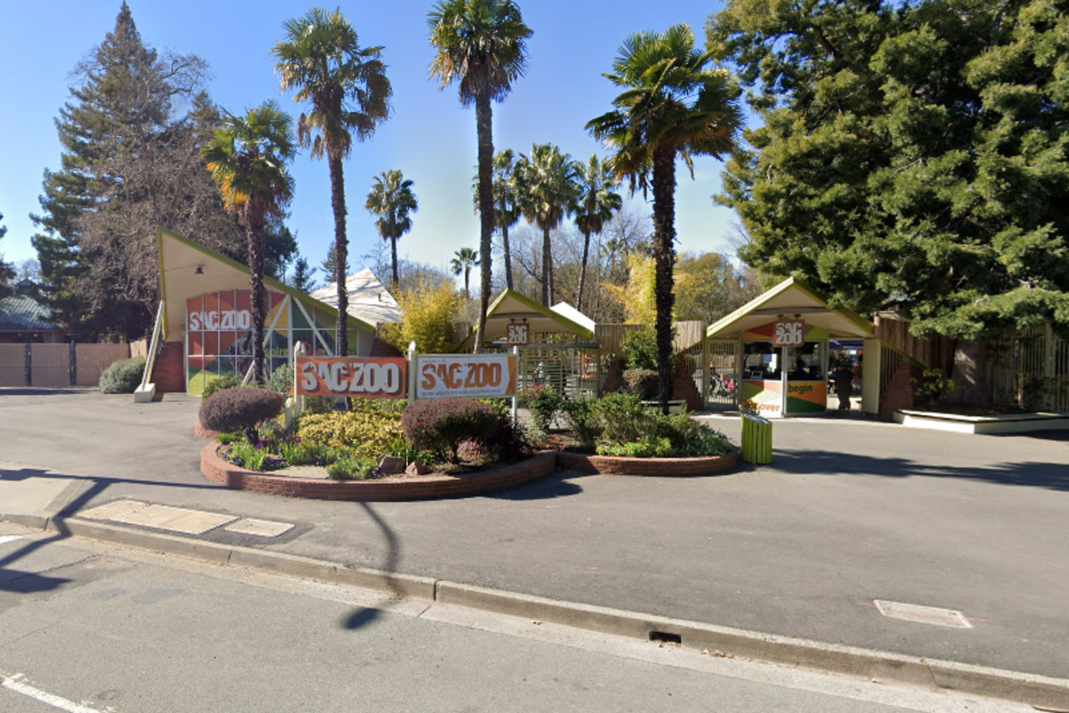 Sacramento Zoo Welcomes New Otter Darla, Reunites Her with Brother