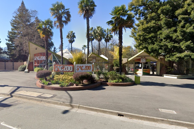 Sacramento Zoo Welcomes New Otter Darla, Reunites Her with Brother