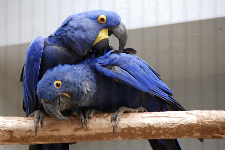 Saint Louis Zoo’s Historic Bird House to Close for $6.2 Million