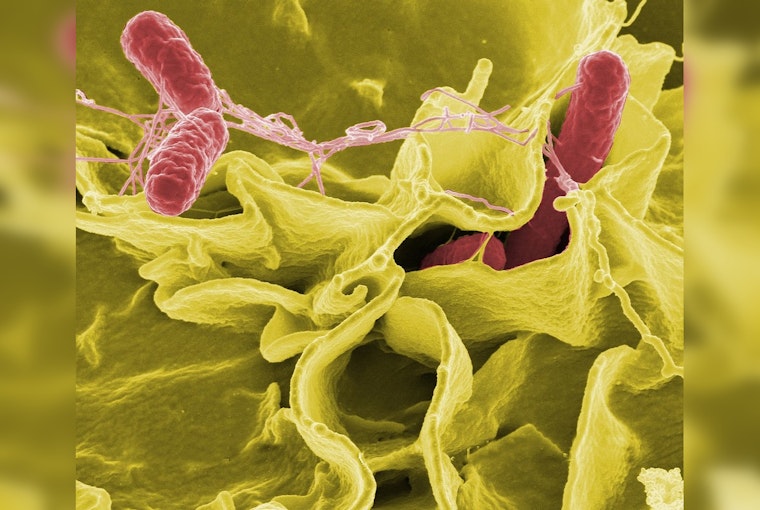 Salmonella Scare! "Live It Up" Supplement Powder Sparks Massive Recall