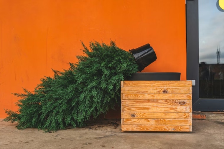 San Francisco Rings in New Year with 38th Annual Christmas Tree