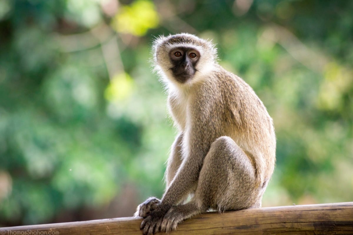 Search Underway for Vervet Monkeys Loose in North St. Louis as Public