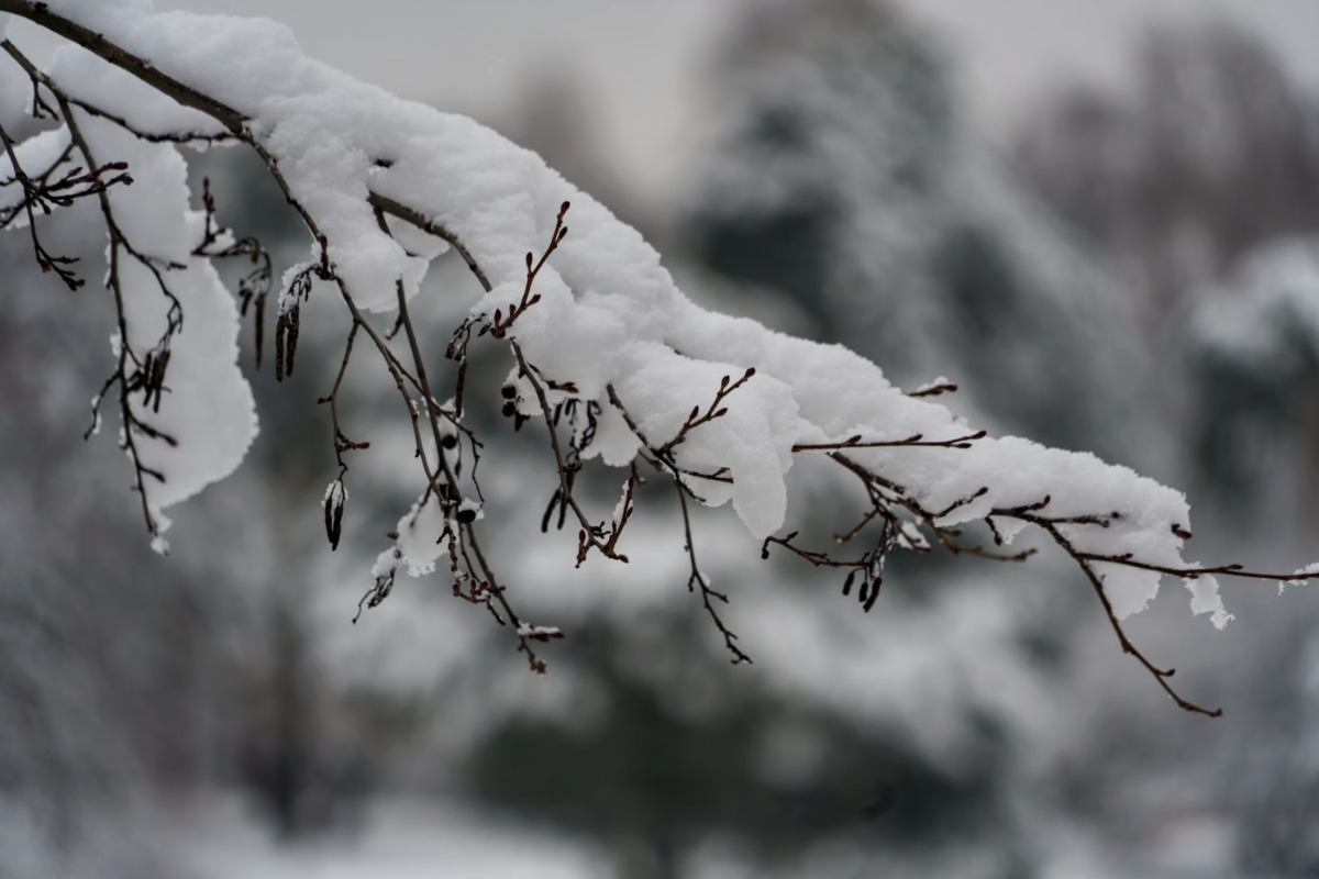 St. Louis Forecast — Light Snow and Cold Winds Today, Clearing Skies