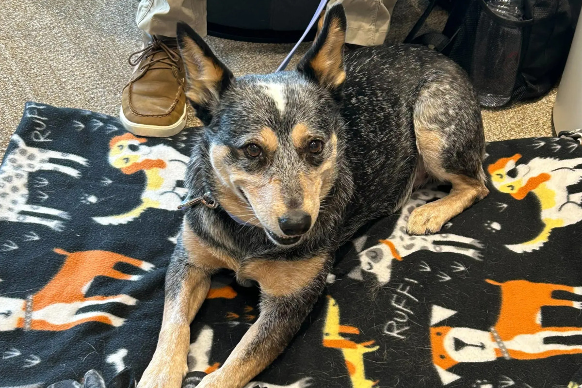 Therapy Dogs Provide Comfort at Minnesota's Emergency Operations