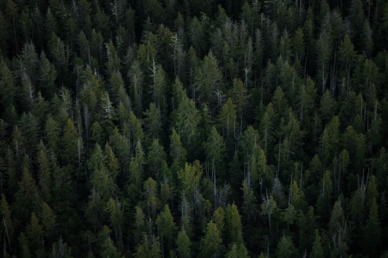 Trees to the Rescue, U.S. Forests Locking in Major Carbon, Ohio State