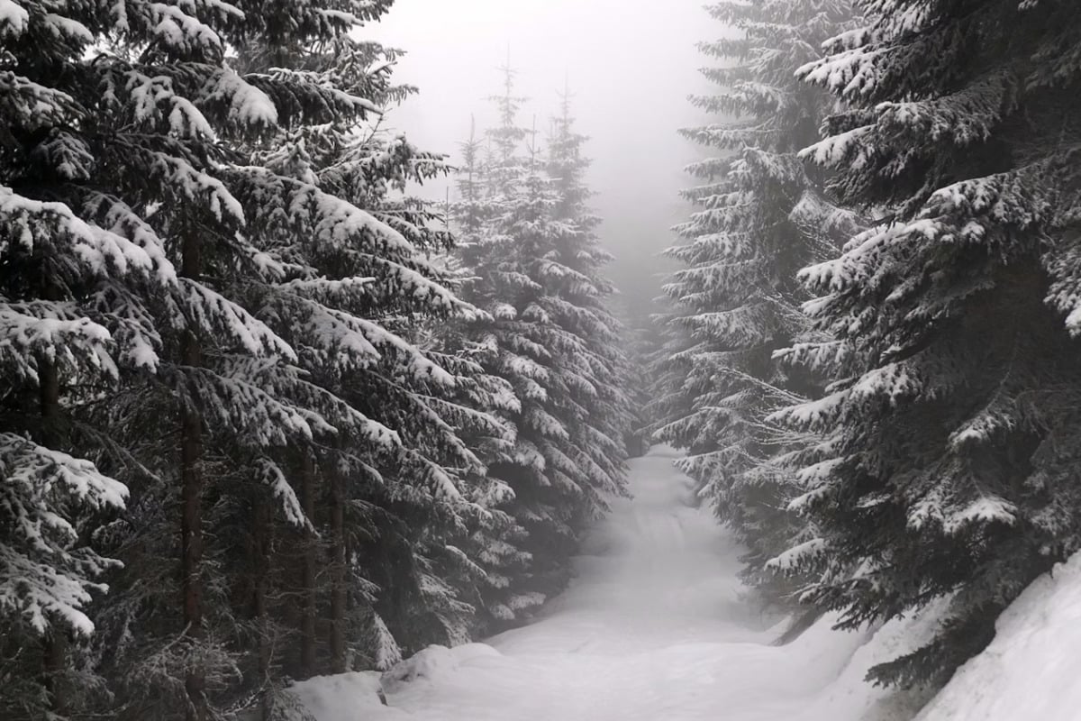 TWRA Announces Closure of Chuck Swan WMA & State Forest During