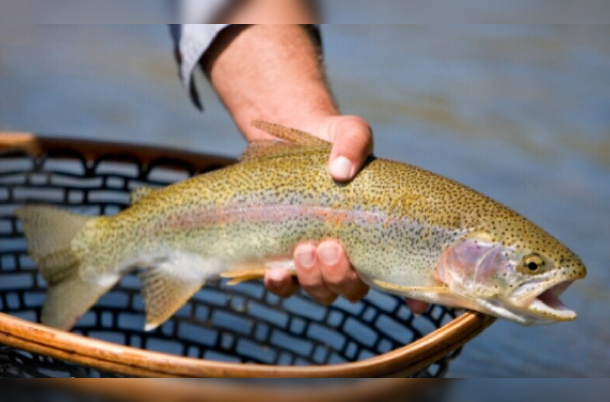 TWRA’s Winter Rainbow Trout Stocking Continues as Urban Angling