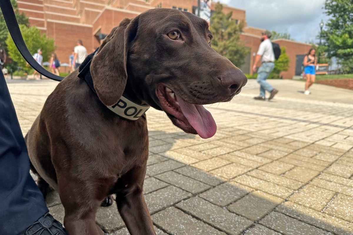 University of Tennessee Police Department Mourns K-9 Doc After Tragic
