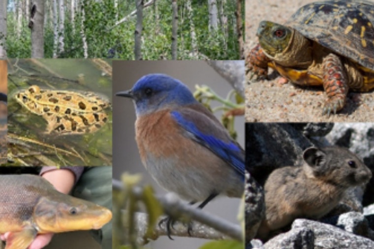 U.S. Fish and Wildlife Service Approves Colorado’s 2025 State Wildlife