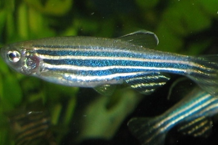 UWM Researcher Gabby Voit Explores Genetic Clues in Zebrafish for