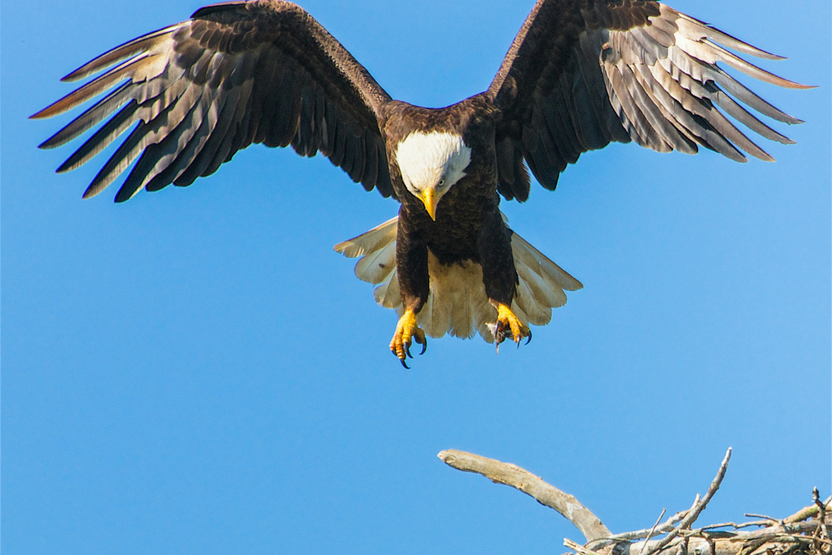 Bald Eagle Named Armstrong Succumbs to Lead Poisoning at Michigan