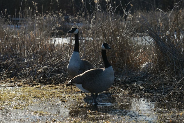 Bird Flu Outbreak Suspected Among Canadian Geese at Alcyon Lake in