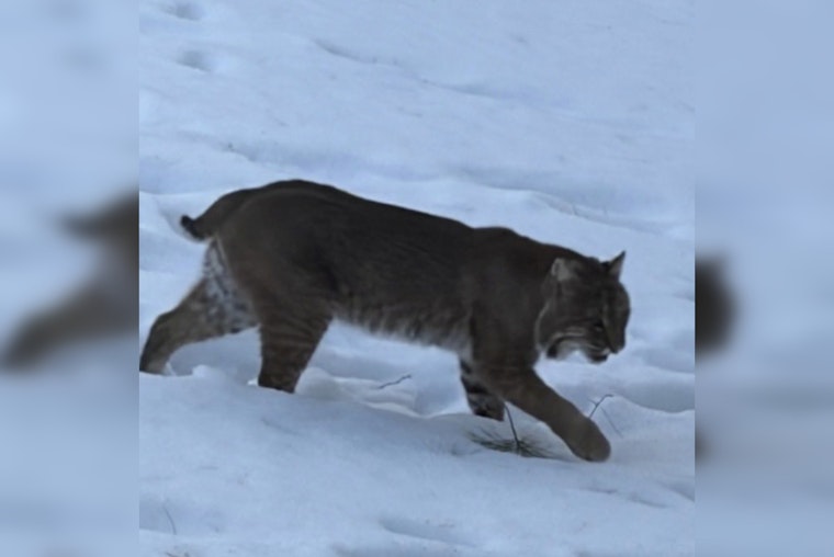 Dedham bobcat sighting prompts safety tips from animal control