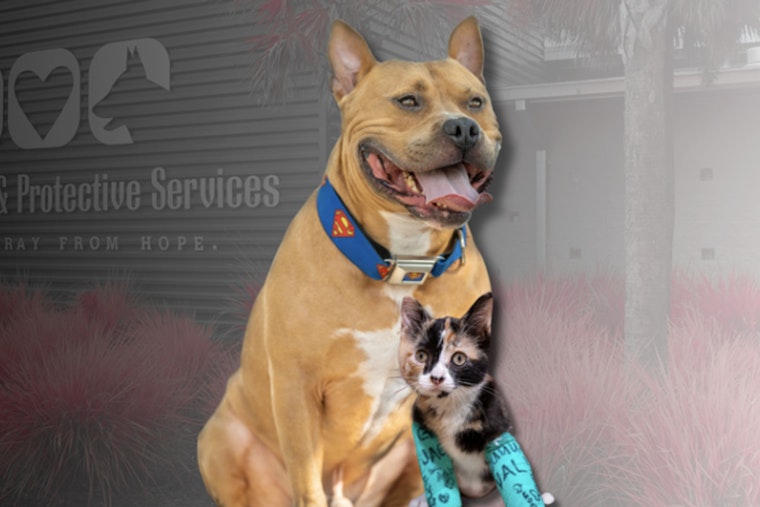 Jacksonville Animal Care & Protective Services Unveils Improved