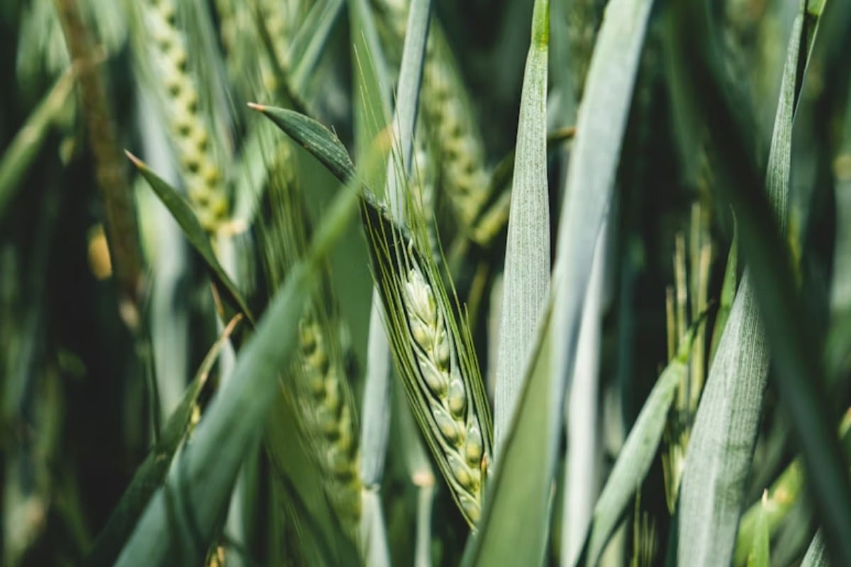 La Jolla Plant Breakthrough Hints At Drought‑Tough Crops For San Diego