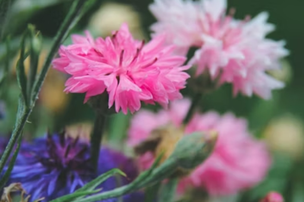 Michigan Considers Biological Warfare Against Invasive Knapweed with