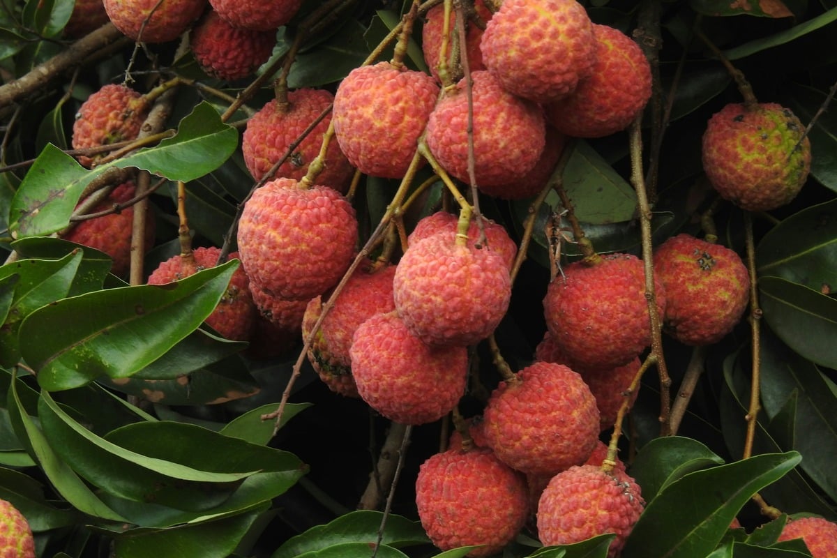 Microscopic Menace Puts Florida’s Lychee Trees On Edge