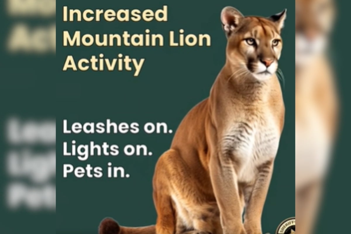 Mountain Lions Stalk Conifer Foothills as Jeffco Sounds Alarm Over Pet