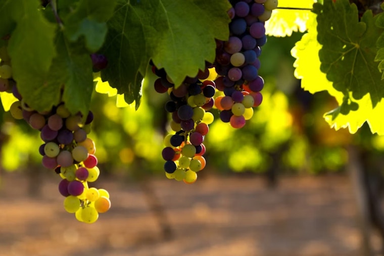 Napa Wine War: Family Vineyard Battles County Over $4 Million Judgment