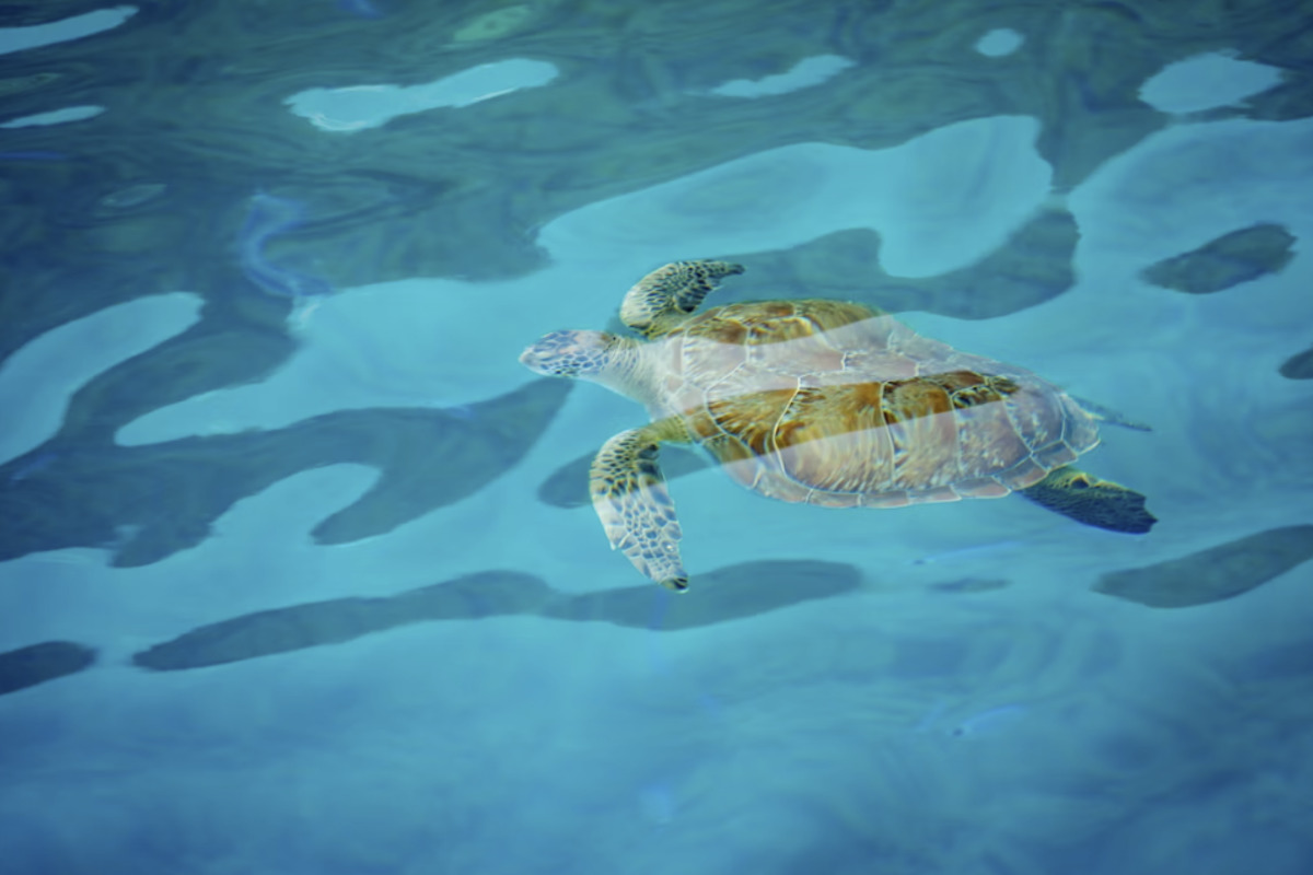 Mote Takes In 3 Manatees And 25 Turtles
