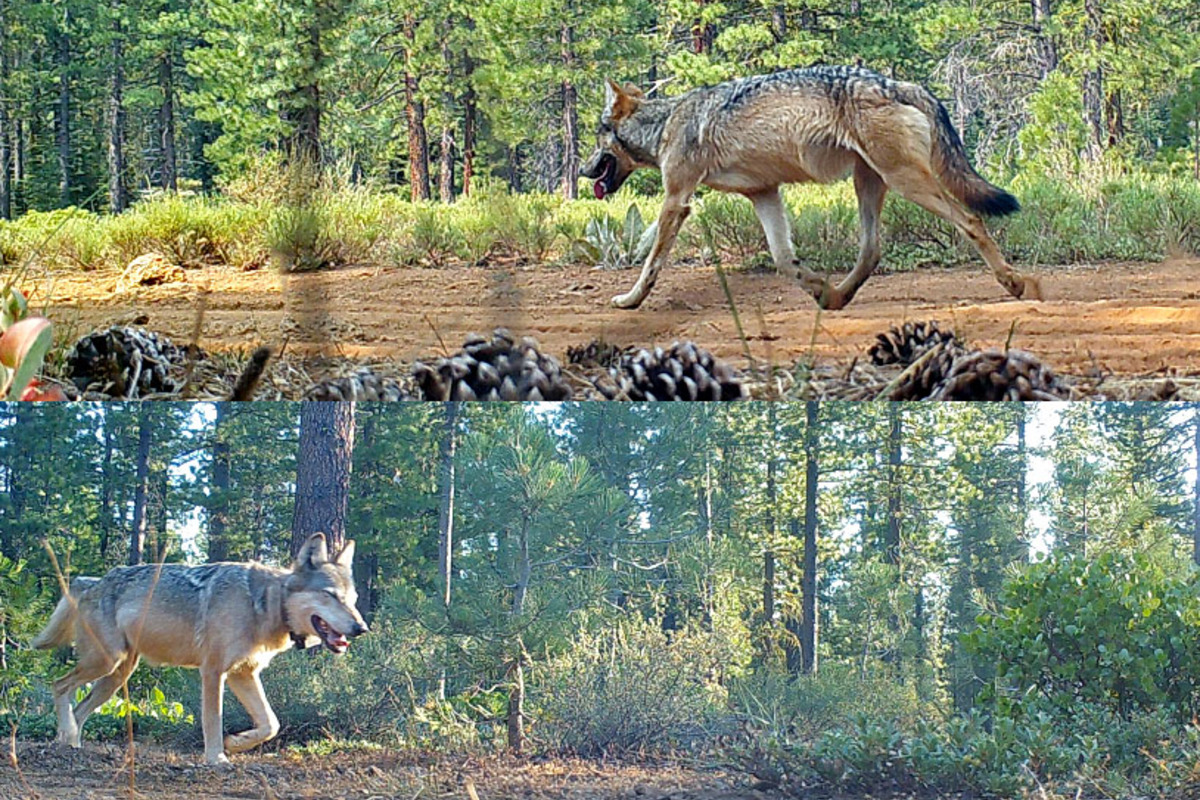Wolves Move In, Tehama County Eyes Trapper And ‘Wolf Liaison’