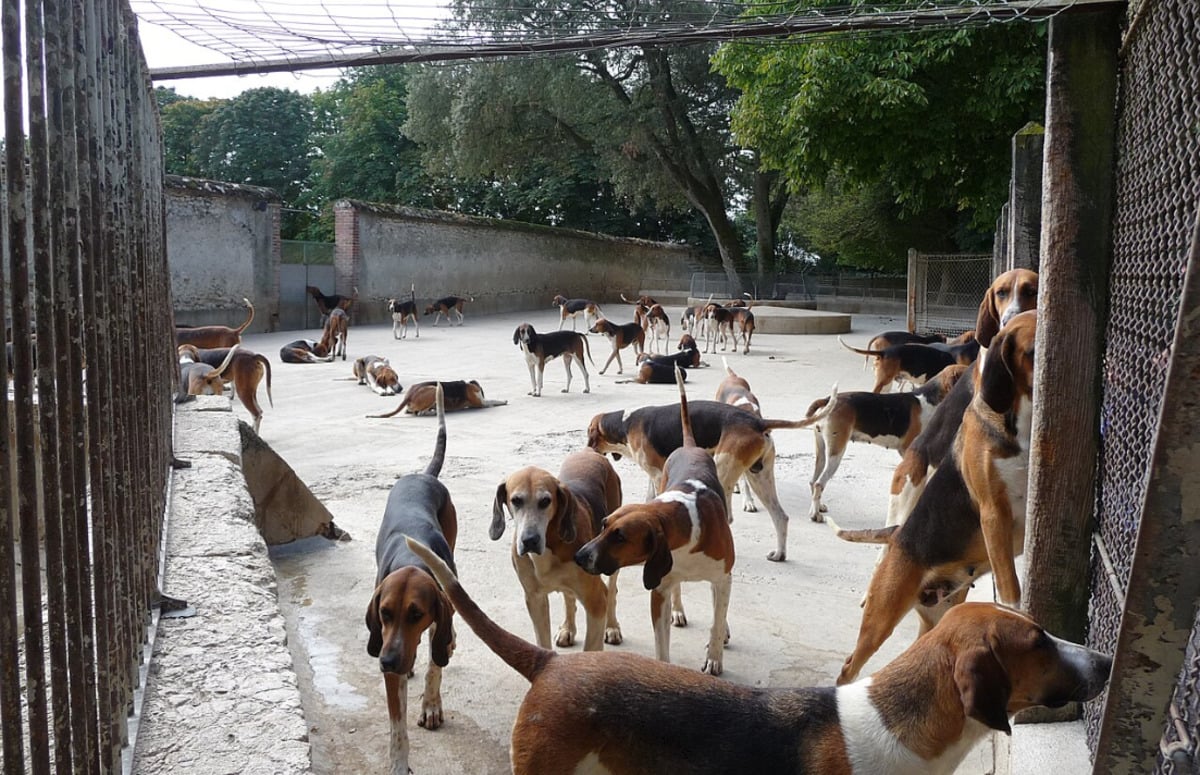 700 Animals Rescued in Lake Hughes Raid