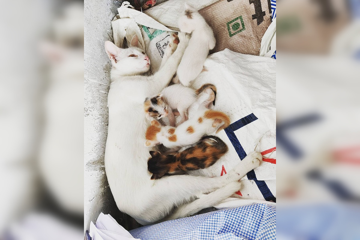 25 Cats Rescued in Bristol Township by Bucks County SPCA