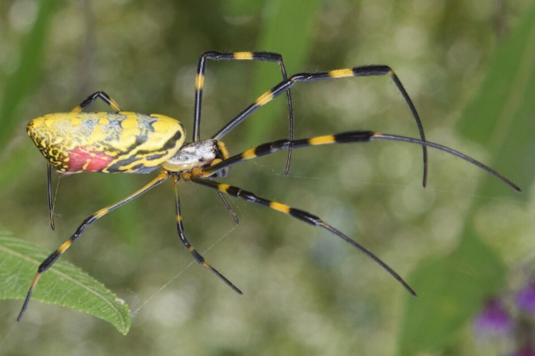 Hand-Size Joro Spider Crashes Beacon Hill, Stuns State House Strollers