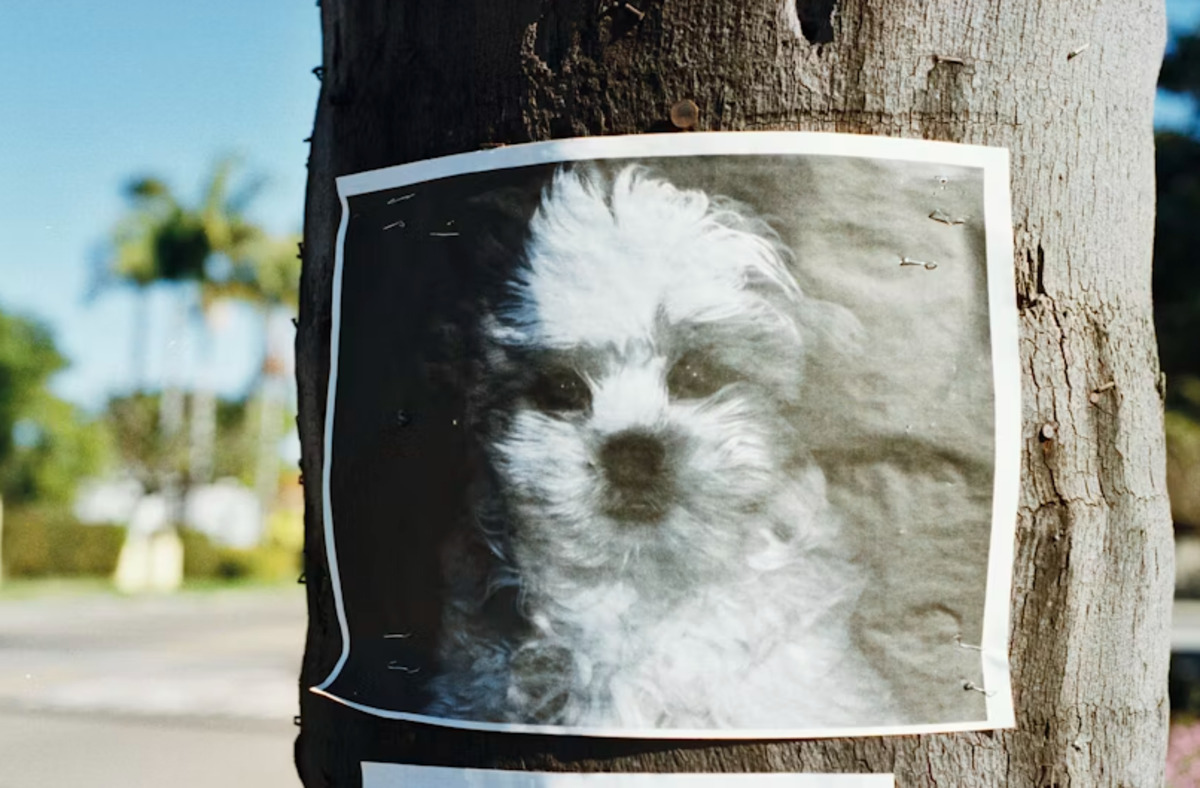 Lake County Pet Owners Targeted in Lost-Pet Ransom Scam