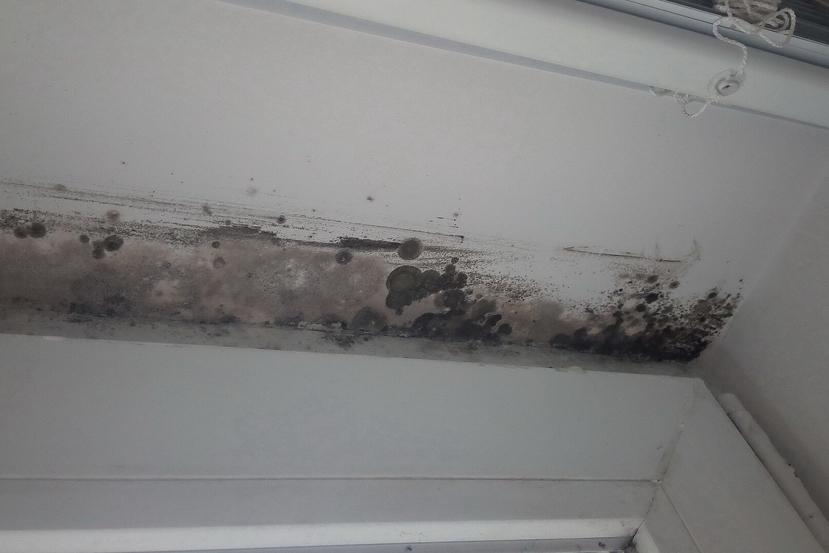 Bushwick Tenant Alleges NYCHA Neglect Over Mold