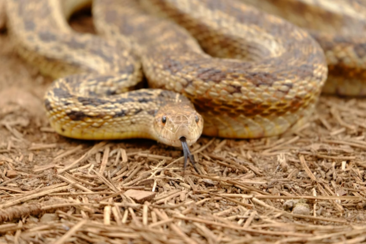 Nine-Foot 'Monster' Gopher Snake Sends One Phoenix Block Scrambling