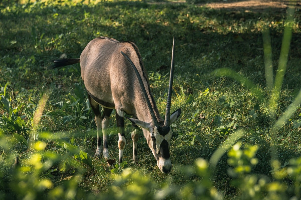 Runaway ‘Leonard’ The Oryx Turns Joelton Backroads Into Wild Safari