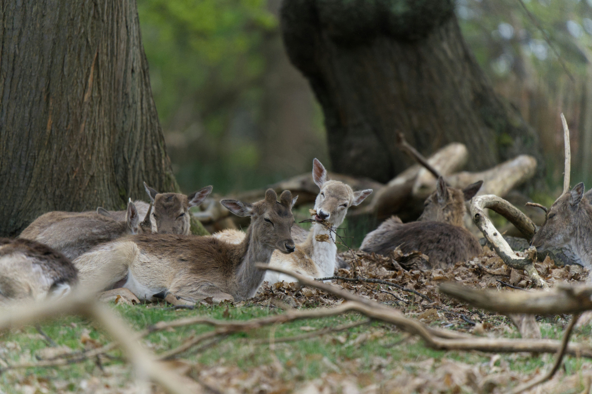 Squirrel Hill On Edge As Starving Deer Roams With Pumpkin Bucket Stuck