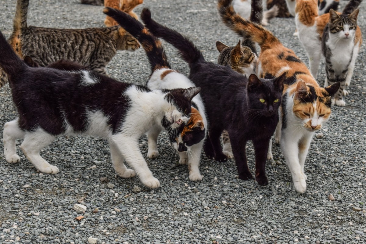 Treasure Coast Cat Rescue Fire Kills 11 Cats, Owner Burned