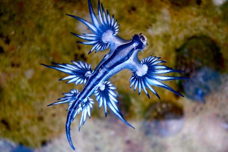 Venomous ‘Blue Dragons’ Crash Texas Spring Break Beaches