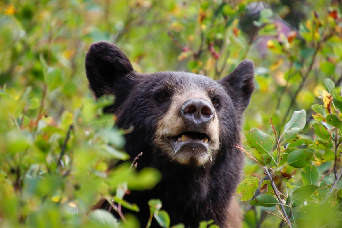 Backyard Bears Creep Into Triangle Neighborhoods As Population Surges