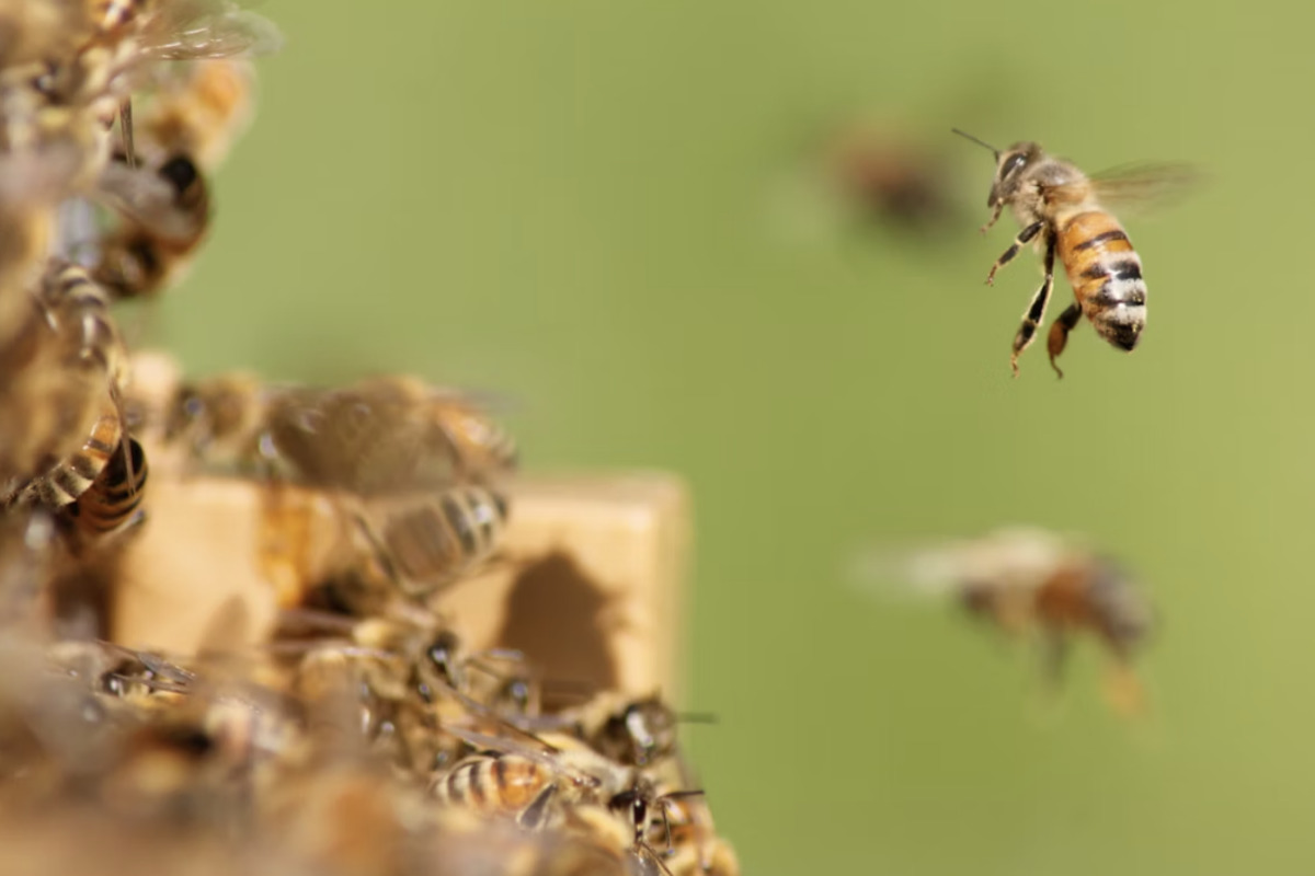 Summerlin Woman, Dog Stung by Bee Swarm at Cottonwood Canyon Park