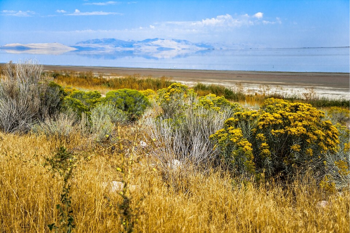 Biting Gnat Invasion On Antelope Island Shuts Down Buffalo Run
